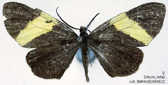 Papua Insects Foundation (Lepidoptera/Geometridae(Ennominae)/Ctimene ...